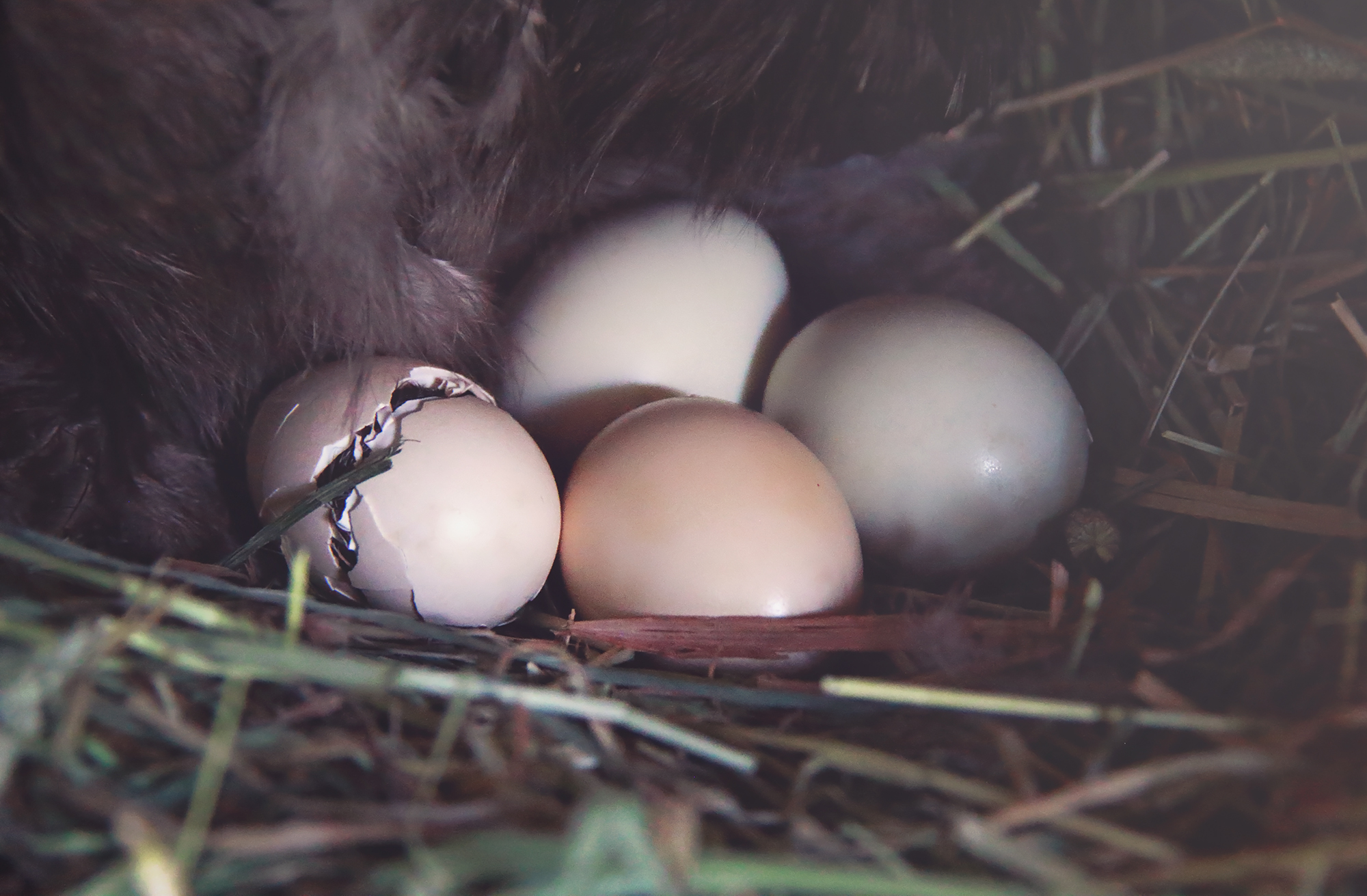 Hatching Chicks with Mother Hens
